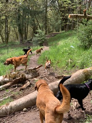 PARADISE DOG RANCH - Updated December 2025 - 33 Photos & 34 Reviews ...