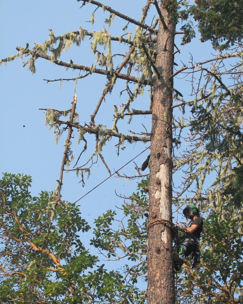 FOX HOLLOW ARBORCARE - Updated August 2025 - Eugene, Oregon - Tree ...