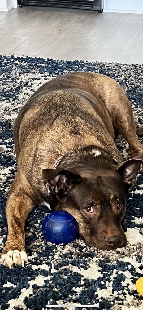 BUTLER’S PET GROOMING - Updated October 2025 - 24 Photos & 34 Reviews ...