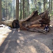 CALAVERAS BIG TREES STATE PARK - 965 Photos & 302 Reviews - Parks ...