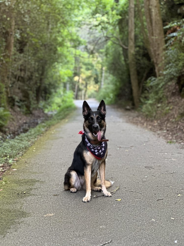 MAN’S BEST FRIEND - HOUSTON - Updated May 2026 - 40 Photos & 47 Reviews ...