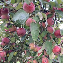 GREIG FARM - Updated July 2025 - 93 Photos & 53 Reviews - 227 Pitcher ...