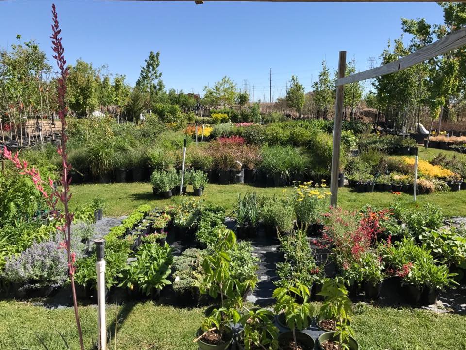 PALACE NURSERY - Updated November 2025 - 1115 E Holiday Dr, Pueblo ...