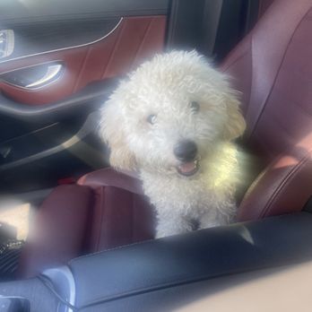 PUNKY PETS PAWLOR - Updated May 2025 - 134 Photos & 34 Reviews - 3380 E ...