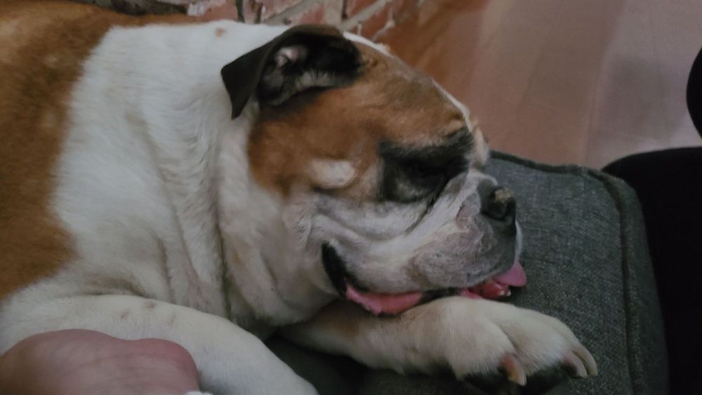 CONSTANT COMPANION - Updated January 2026 - 11 Photos & 13 Reviews ...