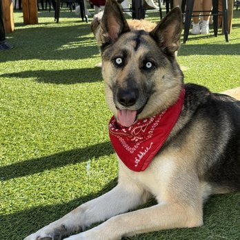 DOG PPL - Updated July 2025 - 122 Photos & 117 Reviews - 3440 Ocean ...
