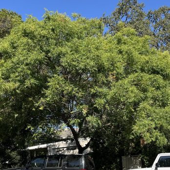 SAN JOSE TREE SERVICE - Updated February 2025 - 104 Photos & 105 ...