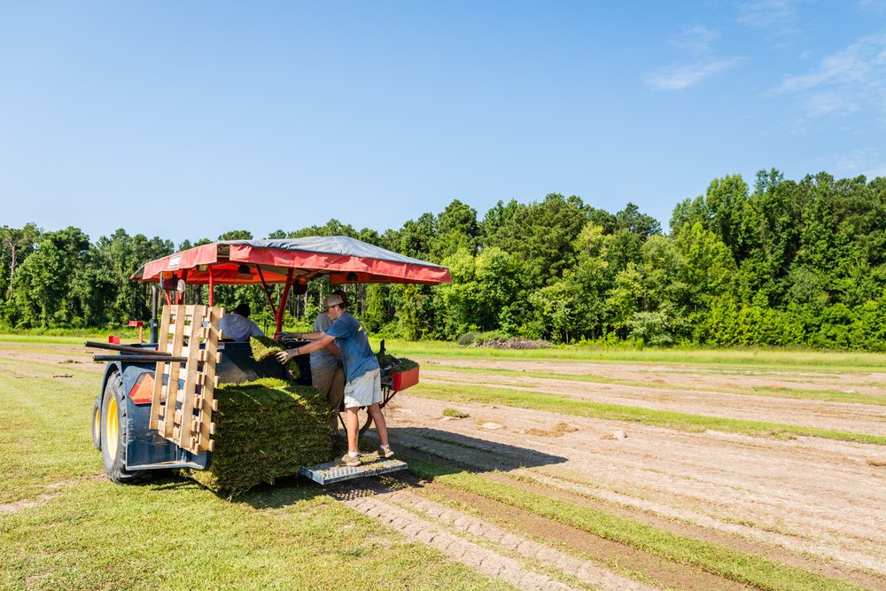 MODERN TURF - REMBERT - Updated October 2025 - 19 Photos - 8840 Camden ...
