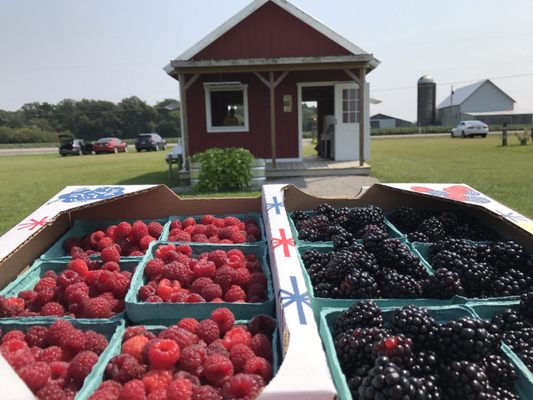 THE HOMESTEAD BERRY FARM - Updated May 2026 - 5427 W Enon Rd, Fairborn ...