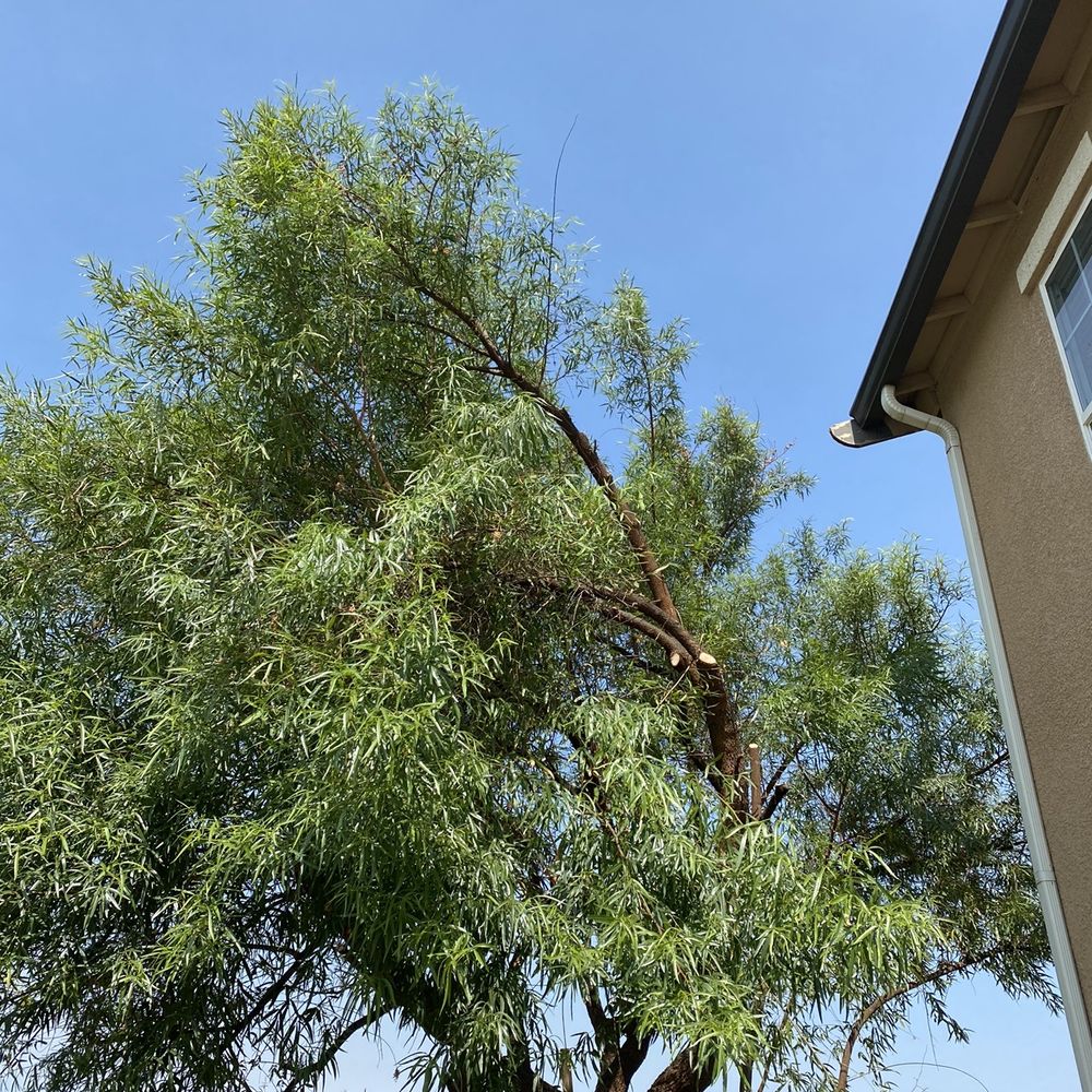 African Sumac Tree Pruning