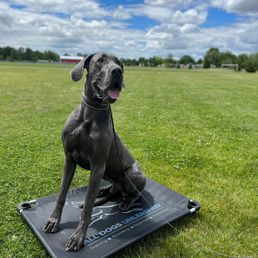 All Dogs Unleashed Reviews | Read Customer Service Reviews of ...