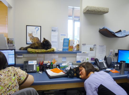 MAHOMET ANIMAL HOSPITAL - Updated July 2025 - 24 Photos - 804 Eastwood ...