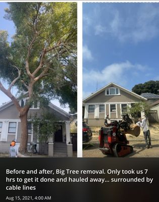 CAL LINE TREE CARE - Updated May 2026 - 40 Photos & 25 Reviews - San ...