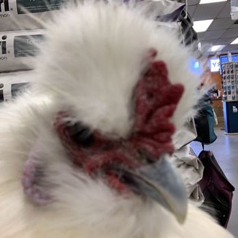 PRATT’S PETS - GLENDALE - Updated April 2025 - 143 Photos & 89 Reviews - 5237 W Glendale Ave ...