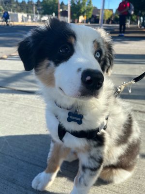 GENESEE PARK OFF-LEASH AREA - Updated October 2025 - 62 Photos & 50 ...