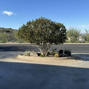 TREE PROS - Updated April 2025 - 50 Photos & 219 Reviews - 2836 W ...