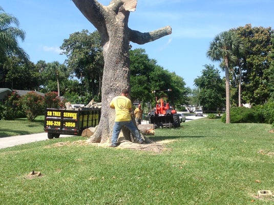 SB TREE SERVICE - Updated October 2025 - 100 Photos & 52 Reviews - 1424 ...