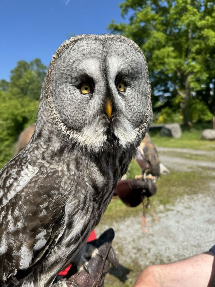 KILLARNEY FALCONRY - Updated June 2025 - 26 Photos & 13 Reviews ...