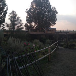 COWBOY DINNER TREE - 282 Photos & 144 Reviews - 50962 E Bay Rd, Silver ...