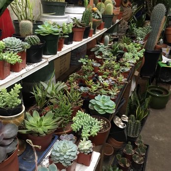 NOBLE PLANTS - Updated April 2025 - 47 Photos & 95 Reviews - 106 W 28th ...