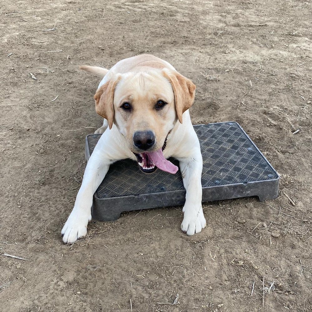 TRUE POTENTIAL K9 - Updated September 2024 - 11 Photos - 47303 County Rd 15, Wellington ...