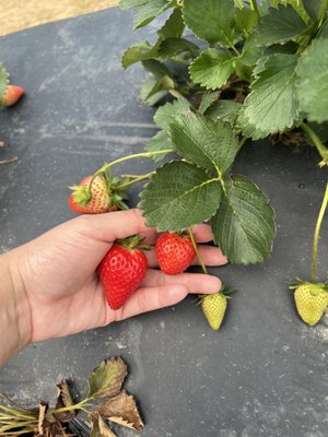 DARNELL FARMS - Updated May 2024 - 74 Photos & 33 Reviews - 2300 ...