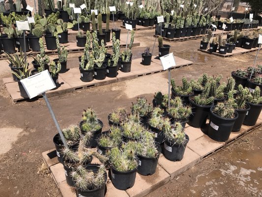 ARIZONA CACTUS SALES - 75 Photos & 43 Reviews - Nurseries & Gardening ...