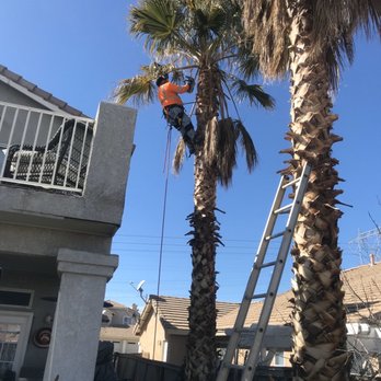 MONKEYS TREE SERVICE - Updated January 2025 - 48 Photos - Victorville ...