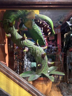 LUCKY LIZARD CURIOS & GIFTS - 18 Photos & 22 Reviews - 412 E 6th St ...