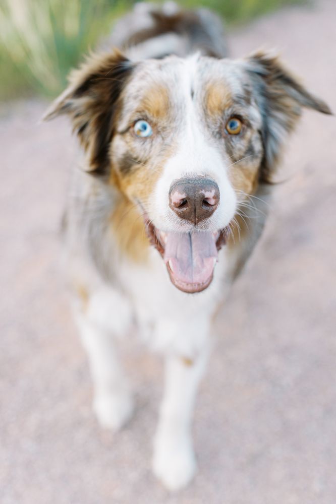 THE PAWFECT PLUS ONE - Updated August 2025 - 13 Photos - Parker, Colorado - Pet Transportation ...