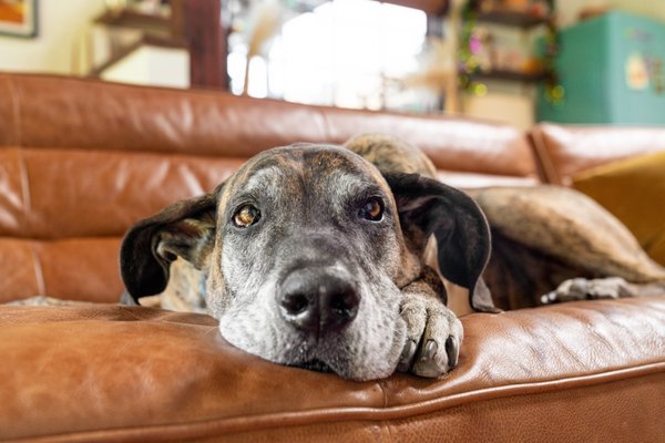 SARAH DEREMER DOGTOGRAPHER - Updated October 2025 - 149 Photos & 20 ...