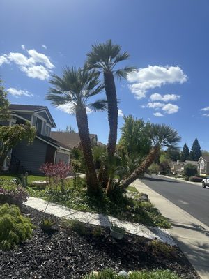 SUPERIOR TREE SERVICE - Updated December 2025 - 83 Photos & 148 Reviews ...