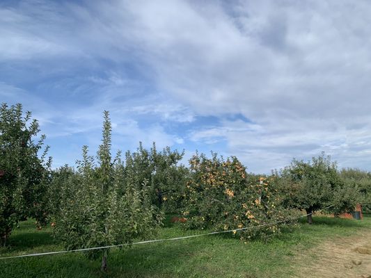 WOODSIDE ORCHARDS - 239 Photos & 141 Reviews - 729 Main Rd, Aquebogue ...