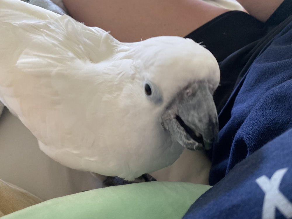 SHALLOW RIDGE EXOTICS & WILDLIFE - Updated December 2025 - 15 Photos ...