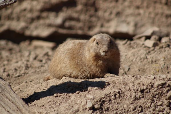 LAKE TOBIAS WILDLIFE PARK - 269 Photos & 84 Reviews - Zoos - 760 Tobias ...