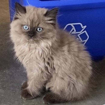 RUSTIC RAGDOLLS - Updated January 2026 - 10 Photos - Jefferson, Iowa ...