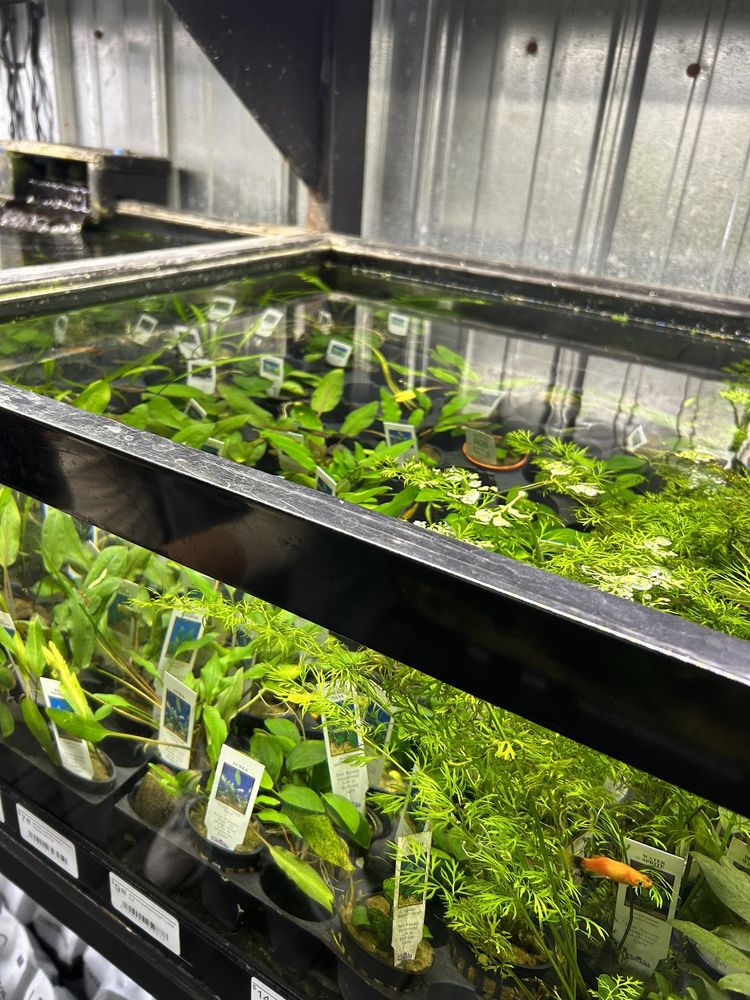 THE REEF AQUARIUM SHOP - Updated December 2024 - 128 Photos & 74 ...