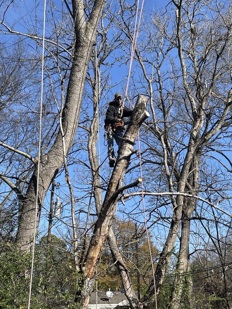 RECOVERY TREE SERVICE - Updated October 2025 - 43 Photos - Little Rock ...