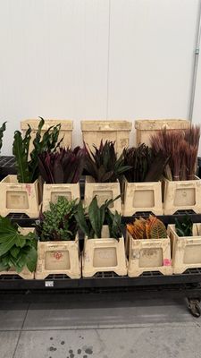 SF FLOWER MARKET - Updated November 2025 - 52 Photos - 901 16th St, San ...