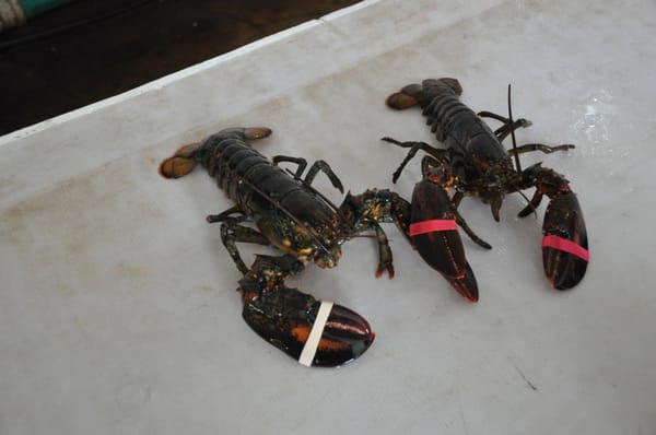 RYER’S LOBSTERS - Updated December 2025 - 57 Photos & 35 Reviews - 8494 ...