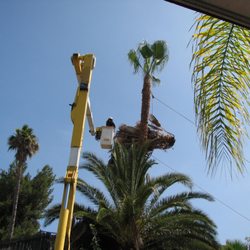 ALL ACCESS TREE CARE - 148 Photos & 190 Reviews - Tree Services - 289 ...