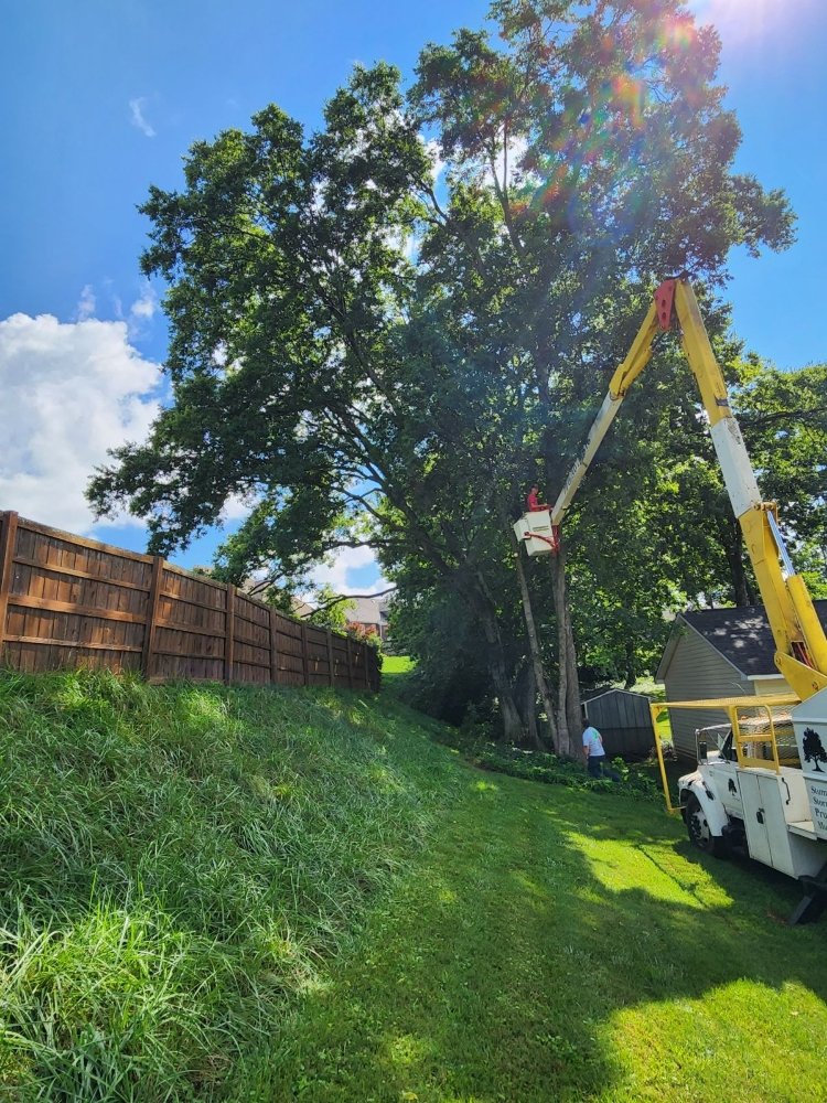 J & J PROFESSIONAL TREE SERVICE - Updated June 2024 - 22 Photos - 6008 ...