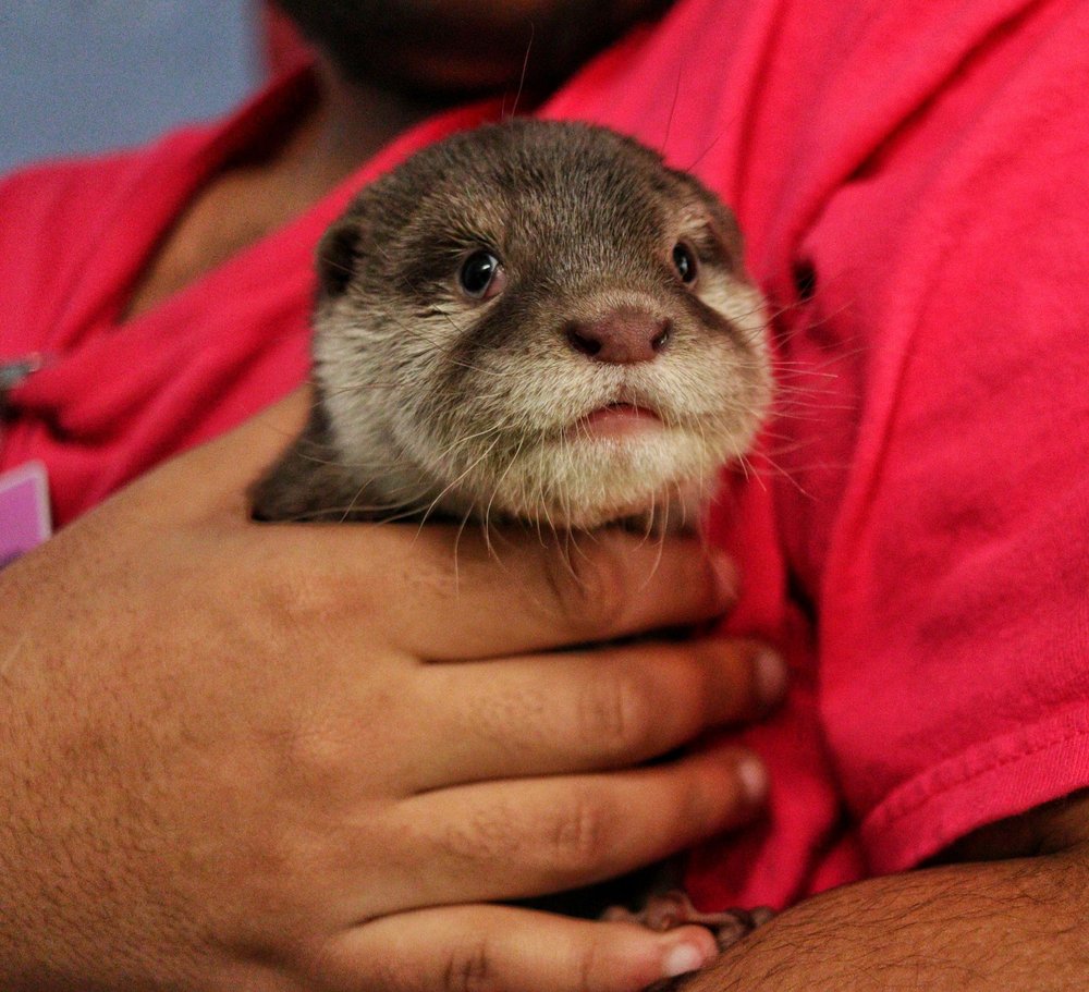 DEBBIE DOLITTLE’S PETTING ZOO with 179 Reviews & 317 Photos - 120 138th ...