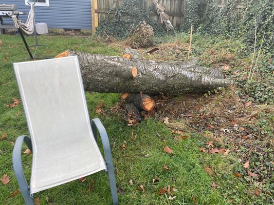 STROBERT TREE SERVICES - Updated April 2025 - 28 Photos & 43 Reviews ...