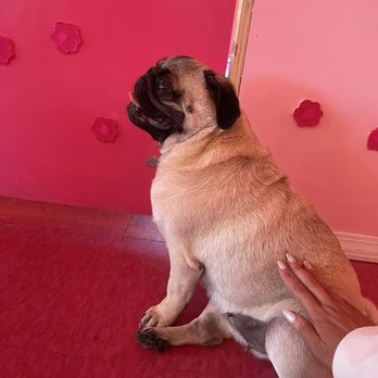 CUPPA PUG - Updated December 2025 - 199 Photos & 82 Reviews - 607 W 9th ...