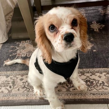 PET RANCH - Updated September 2024 - 32 Photos & 69 Reviews - 3833 E ...