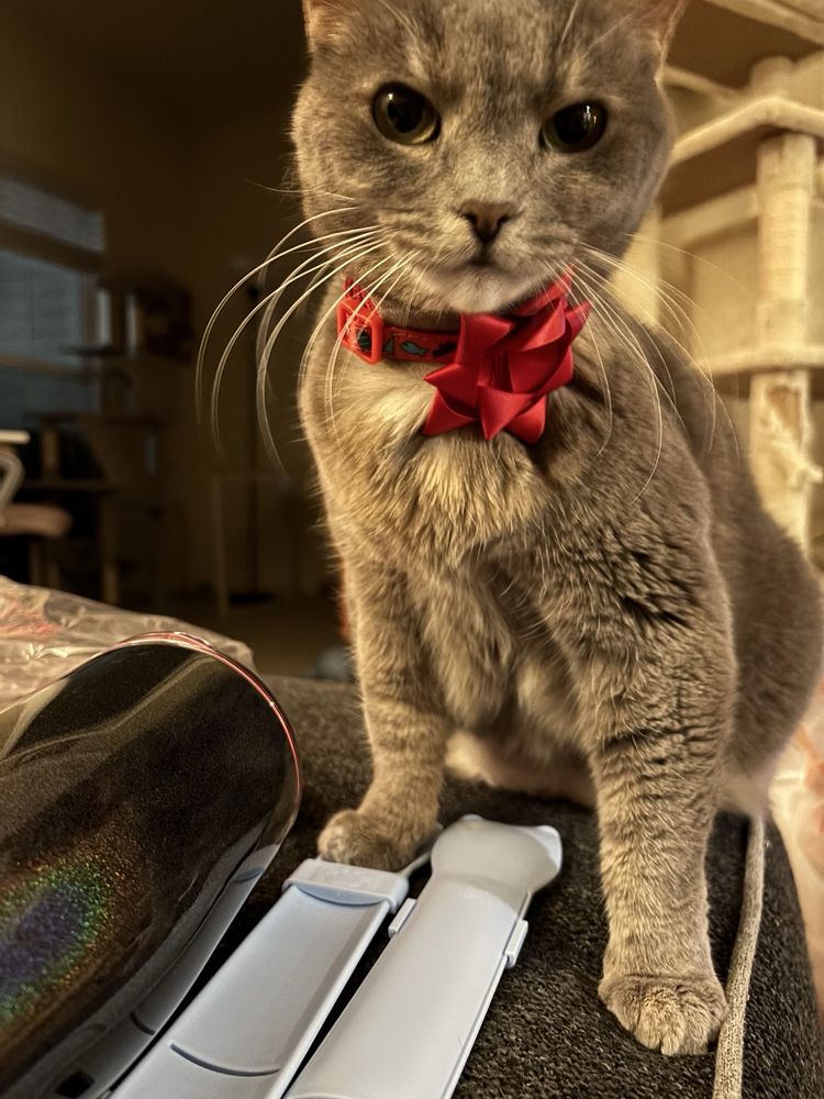 RADIOCAT VIRGINIA - SPRINGFIELD - Updated August 2025 - 14 Reviews ...