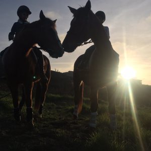 WILLOW CREEK STABLES - 10 Photos - 3049 Camino Del Rancho, Encinitas ...