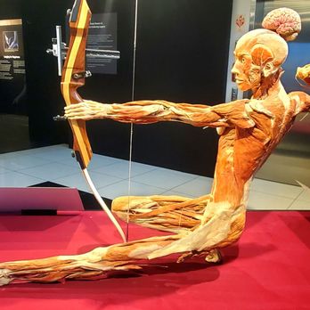 BODY WORLDS EXHIBIT - Updated October 2025 - 71 Photos - 343 Newbury St ...