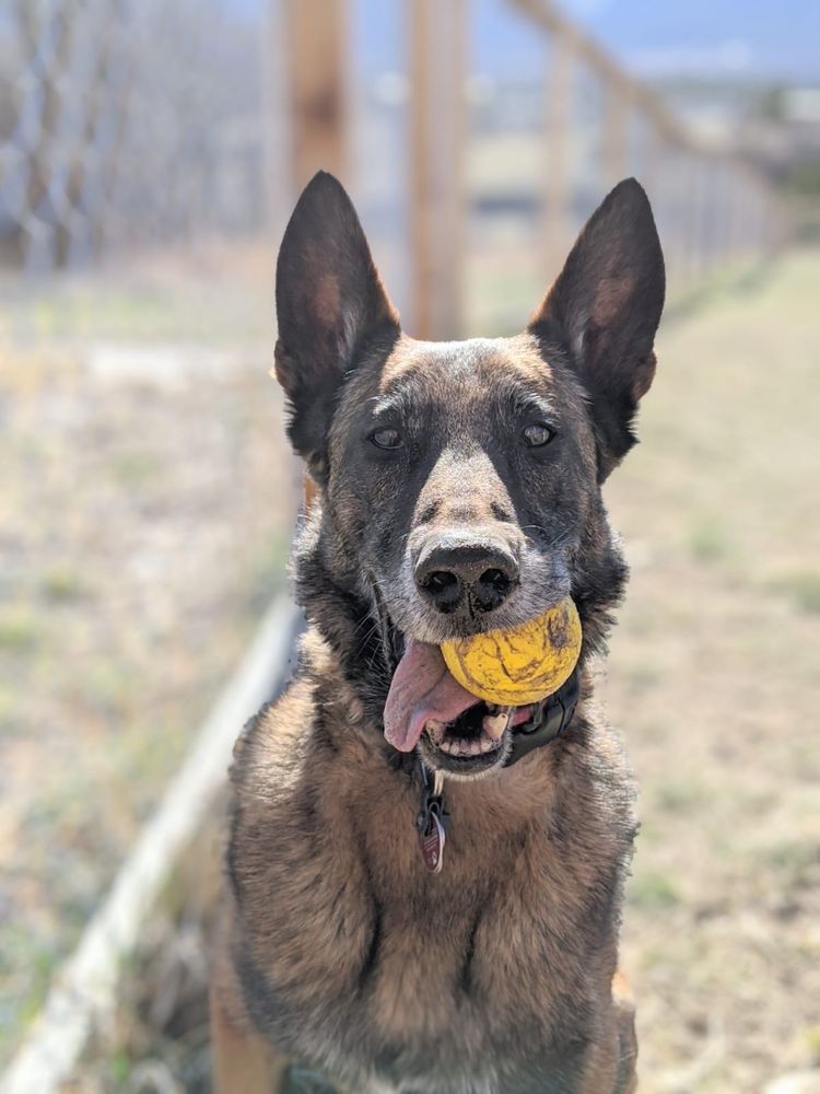 FUSION DOG TRAINING - Updated July 2025 - 25 Photos - Monument ...